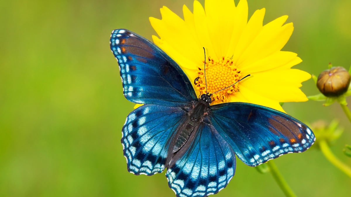 National Learn About Butterflies Day (March 14th) | Days Of The Year