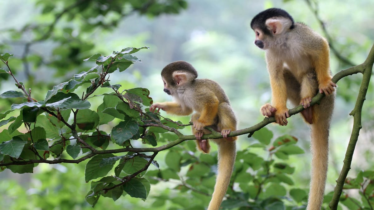 Monkey Day (December 14th) – Days Of The Year