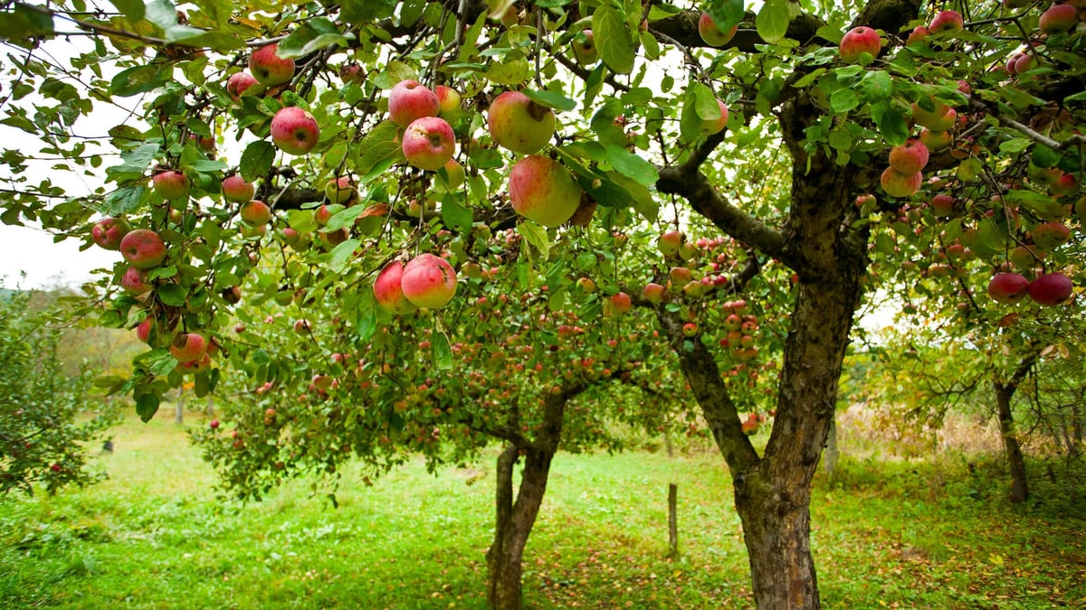 Apple Tree Day (January 6th) | Days Of The Year