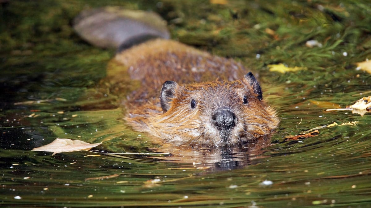 International Beaver Day (April 7th) | Days Of The Year