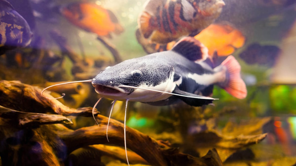 National Catfish Day (June 25th) | Days Of The Year