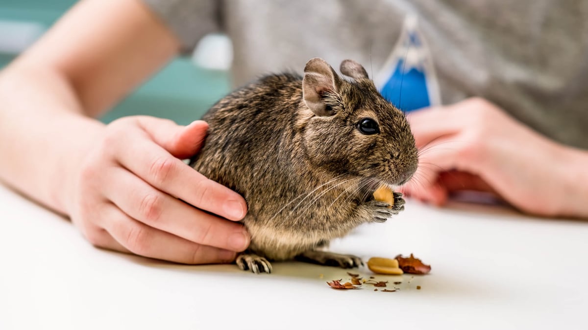 Small Pet Rodent Awareness Week (Sep 16th to Sep 22nd) | Days Of The Year