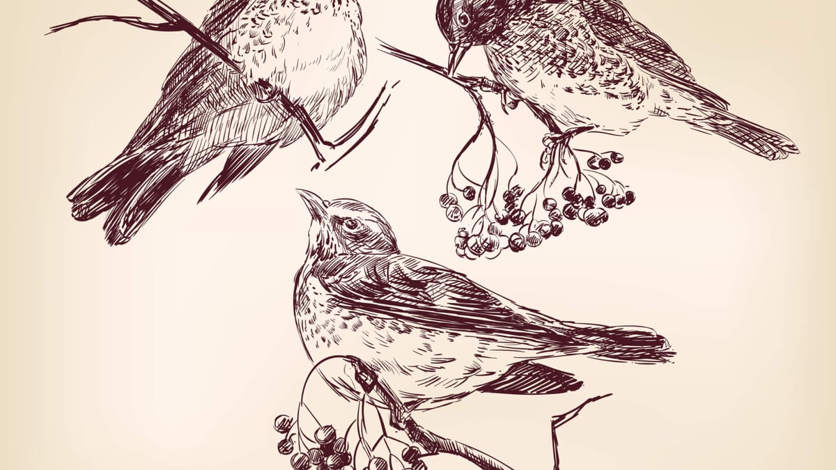 Draw a Picture of a Bird Day (April 8th) | Days Of The Year