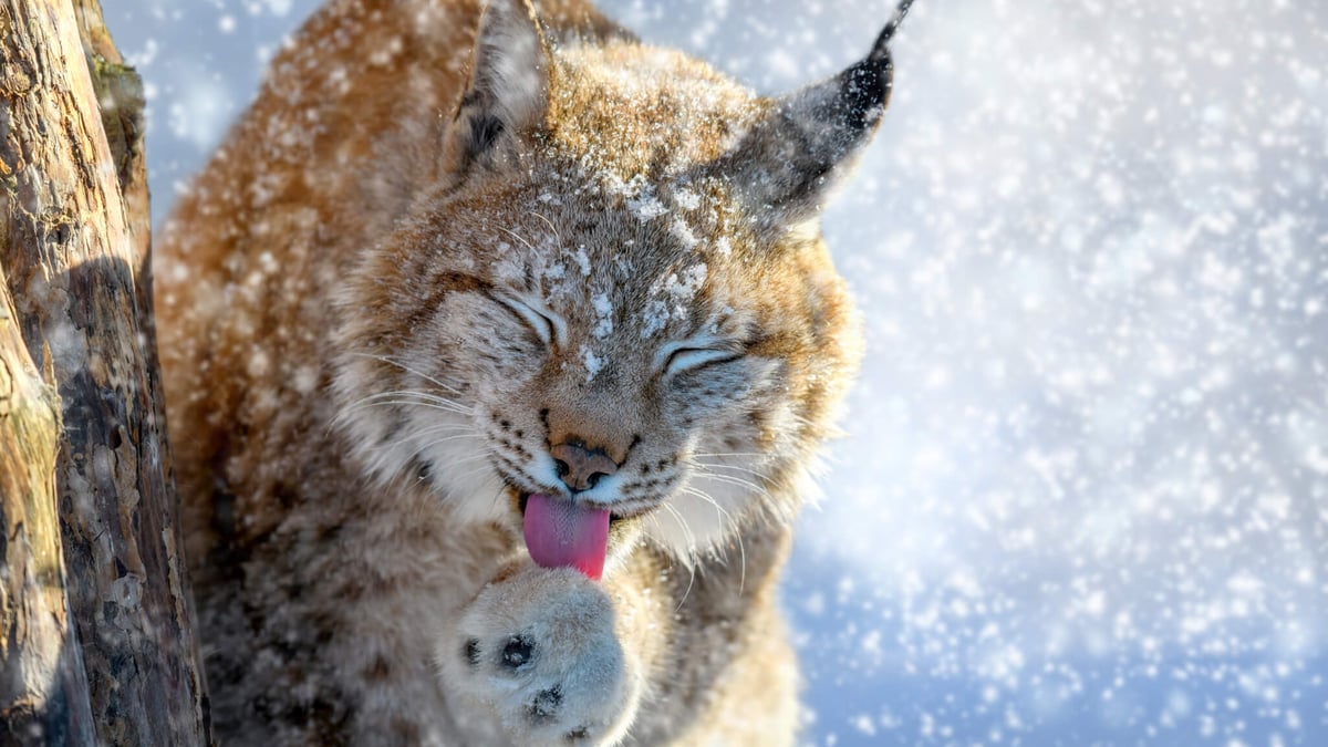 International Lynx Day (June 11th) | Days Of The Year
