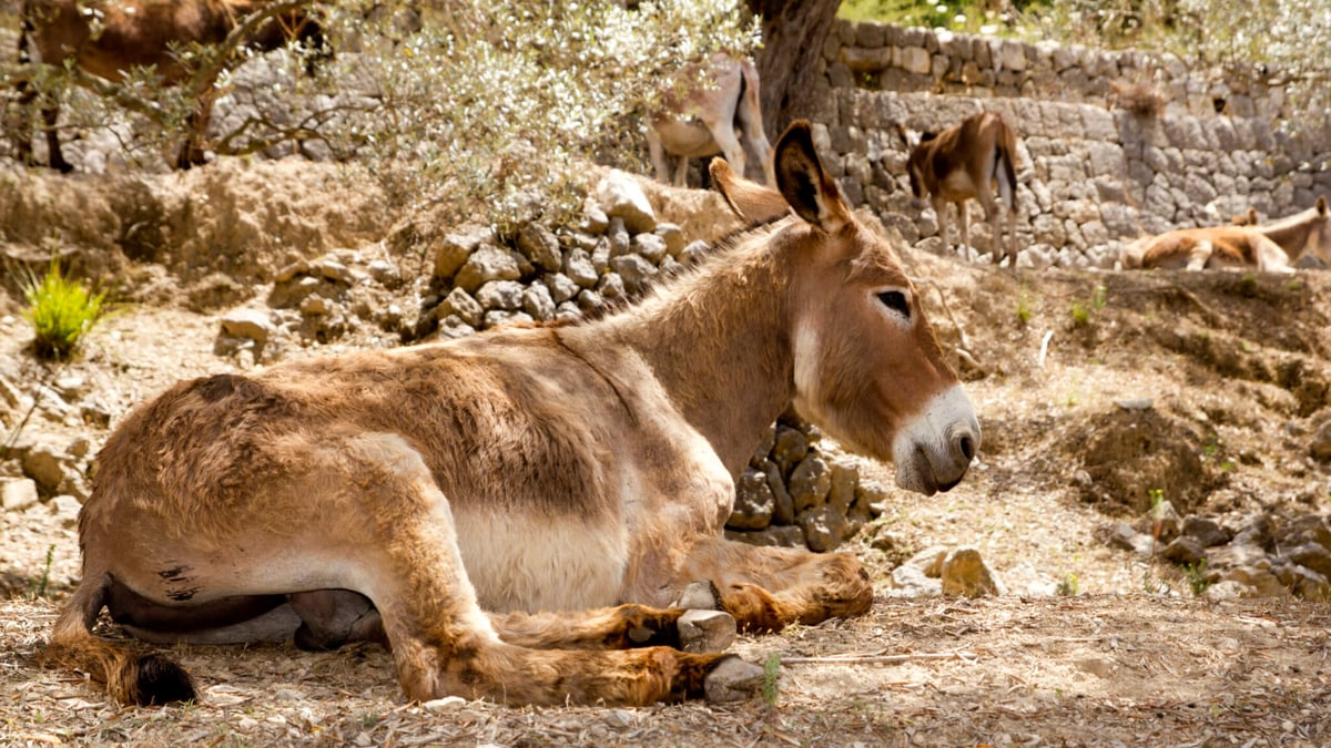 National Mule Day (October 26th) | Days Of The Year