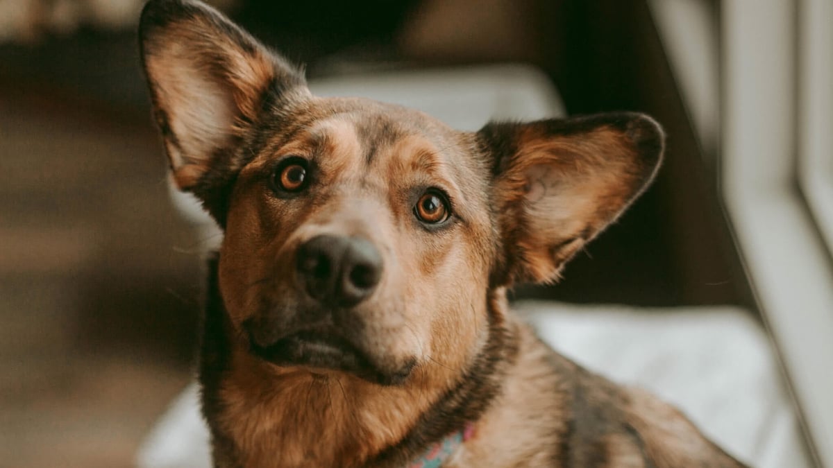 National Rescue Dog Day (May 20th) | Days Of The Year