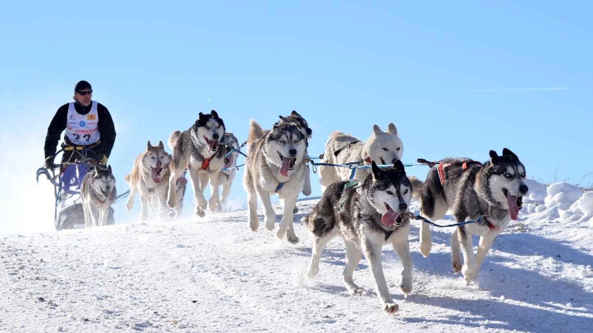 National Sled Dog Day (February 2nd) | Days Of The Year