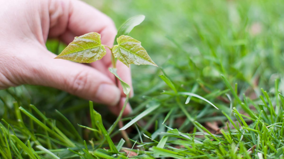 National Weed Appreciation Day (March 28th) | Days Of The Year