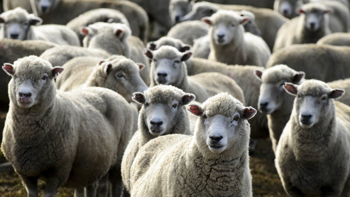 World Animal Day (October 4th) | Days Of The Year