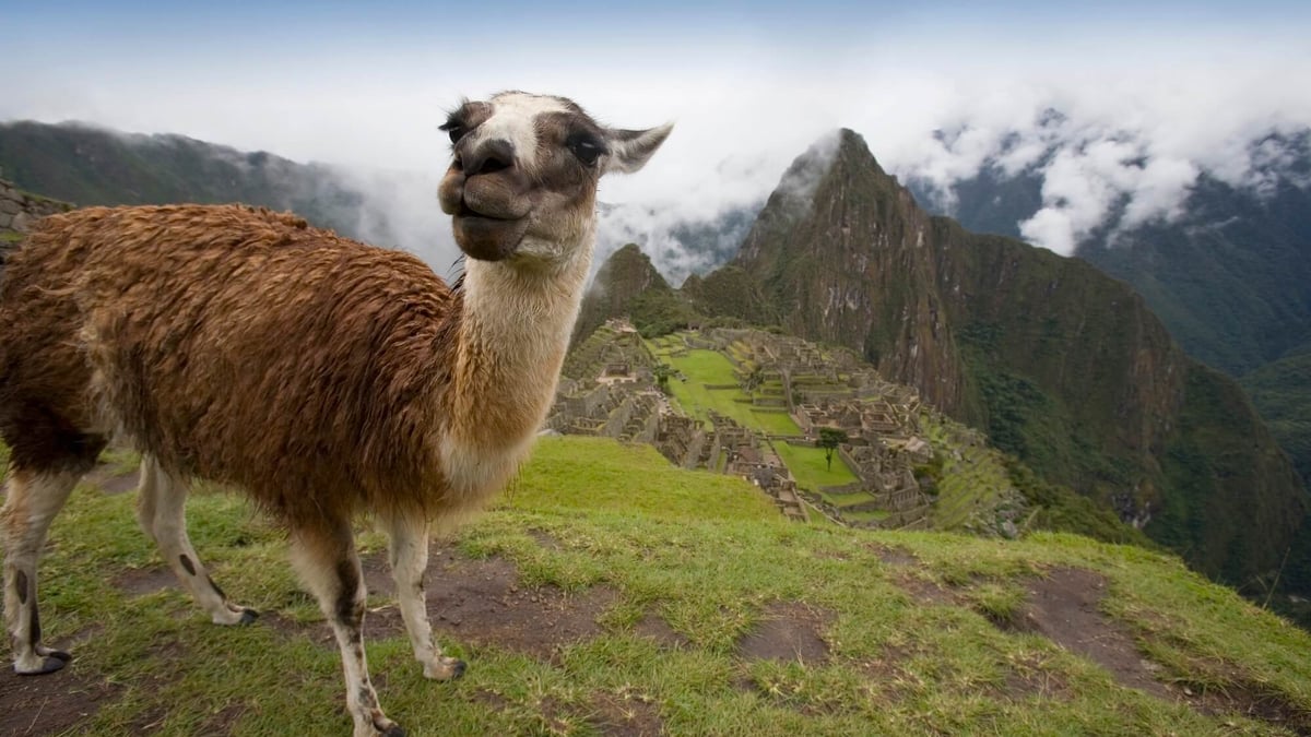 International Year Of Camelids (2024) | Days Of The Year