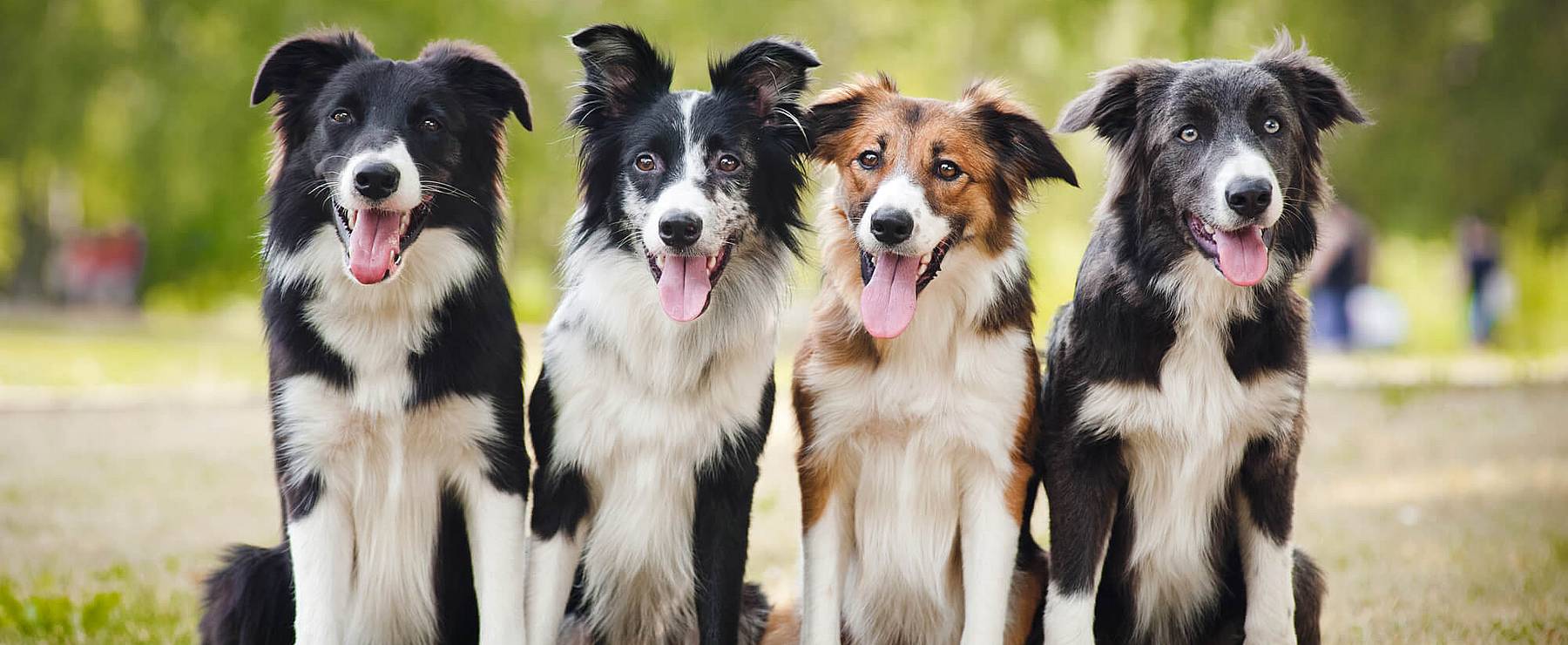 National Dog Day (August 26th) | Days Of The Year