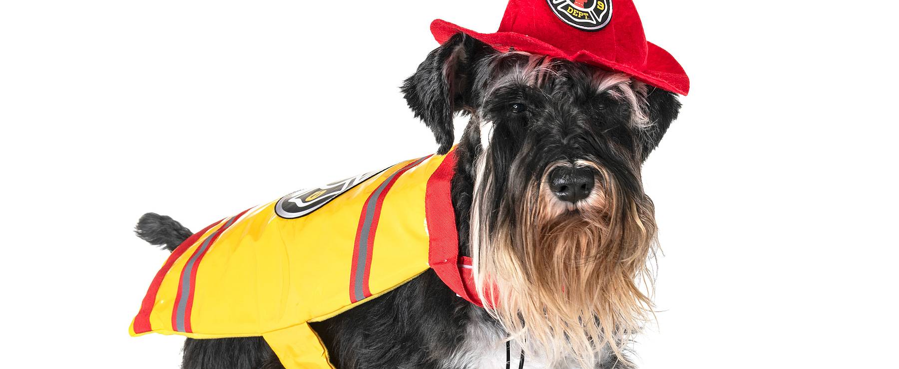 National Fire Pup Day (October 1st) | Days Of The Year