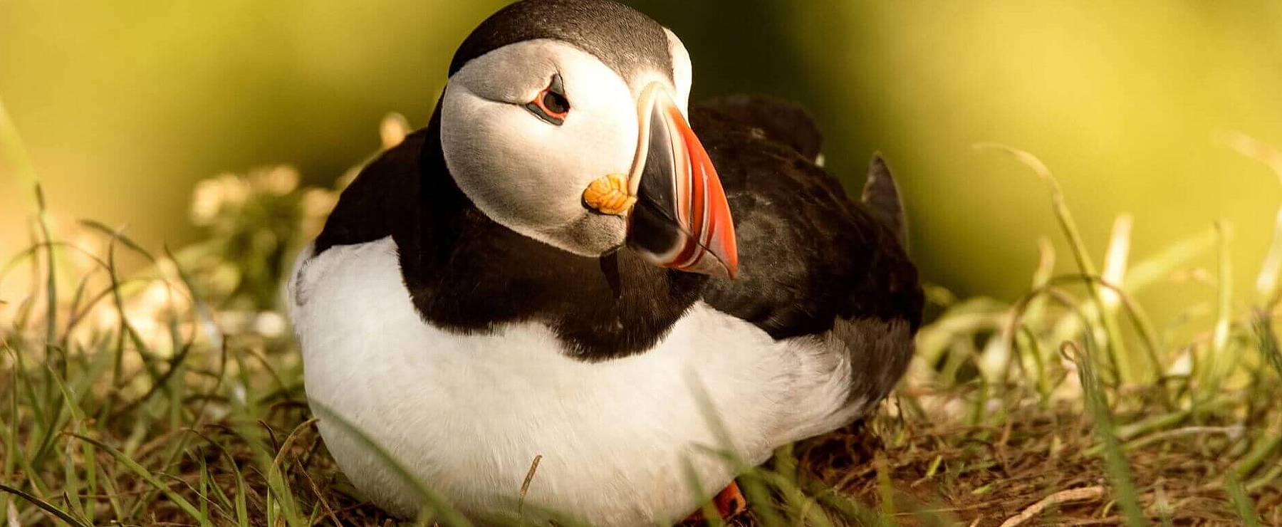 Puffin Day (April 14th) | Days Of The Year