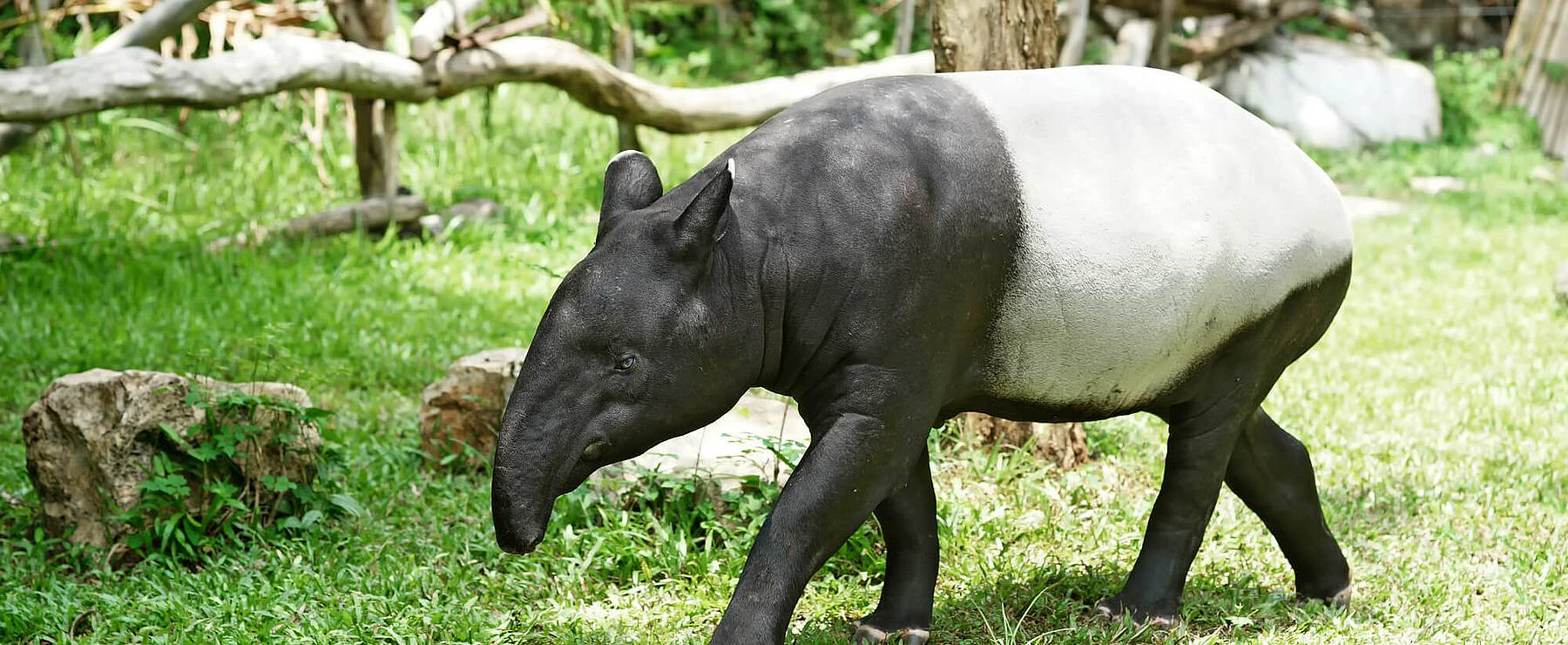 World Tapir Day (April 27th) | Days Of The Year