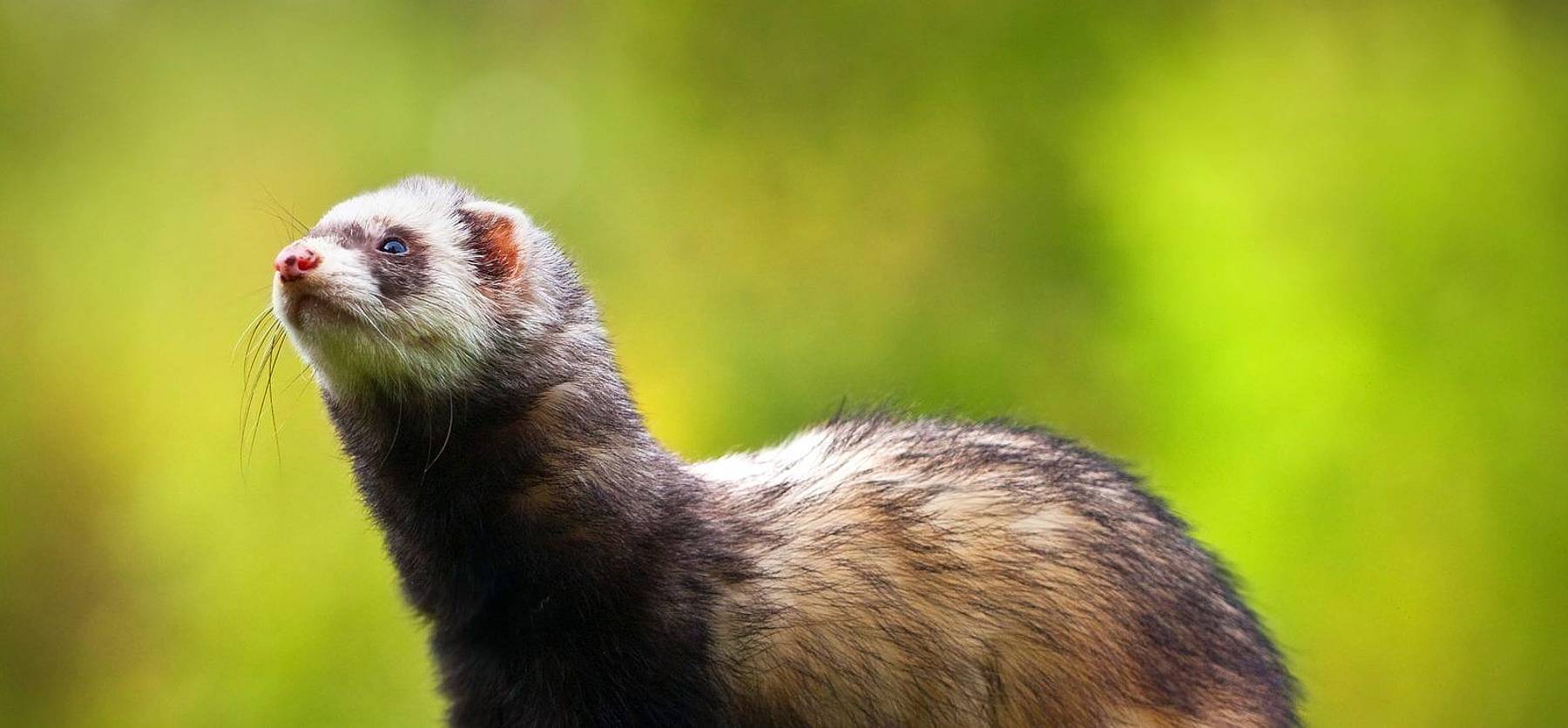National Ferret Day (April 2nd) | Days Of The Year