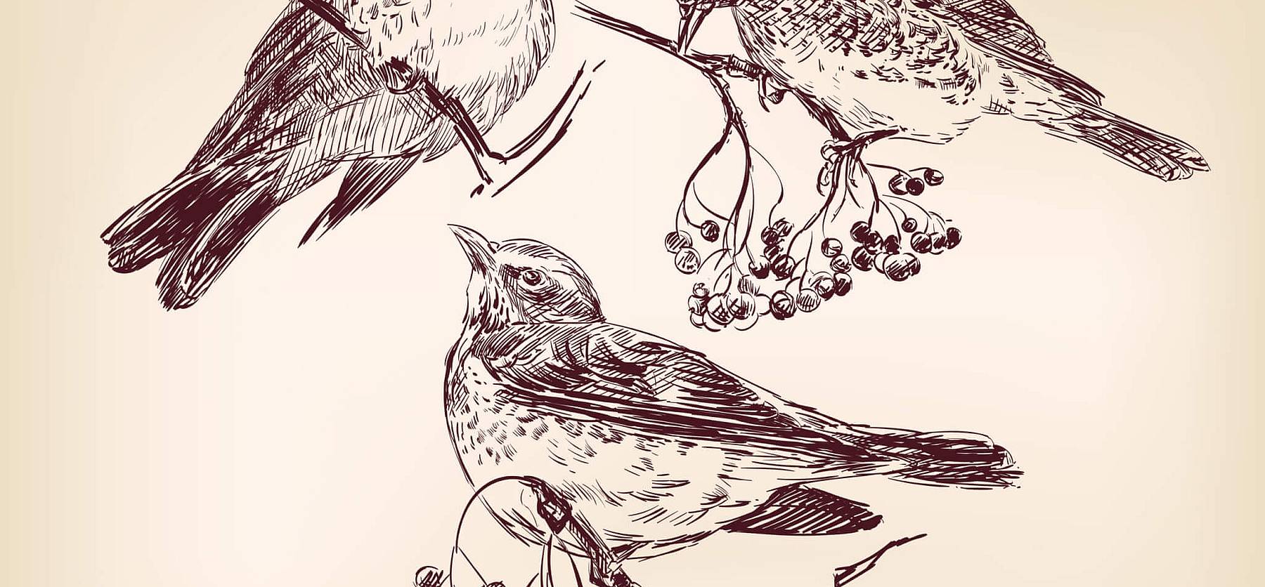 Draw a Picture of a Bird Day (April 8th) | Days Of The Year