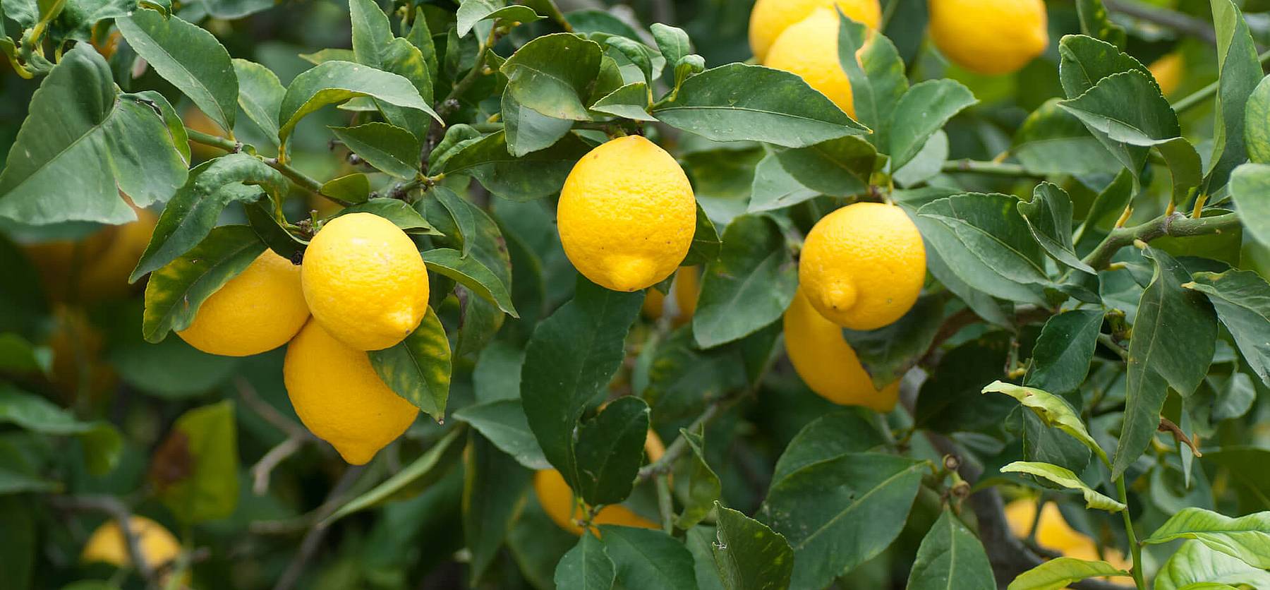 Plant a Lemon Tree Day (May 18th, 2024) | Days Of The Year