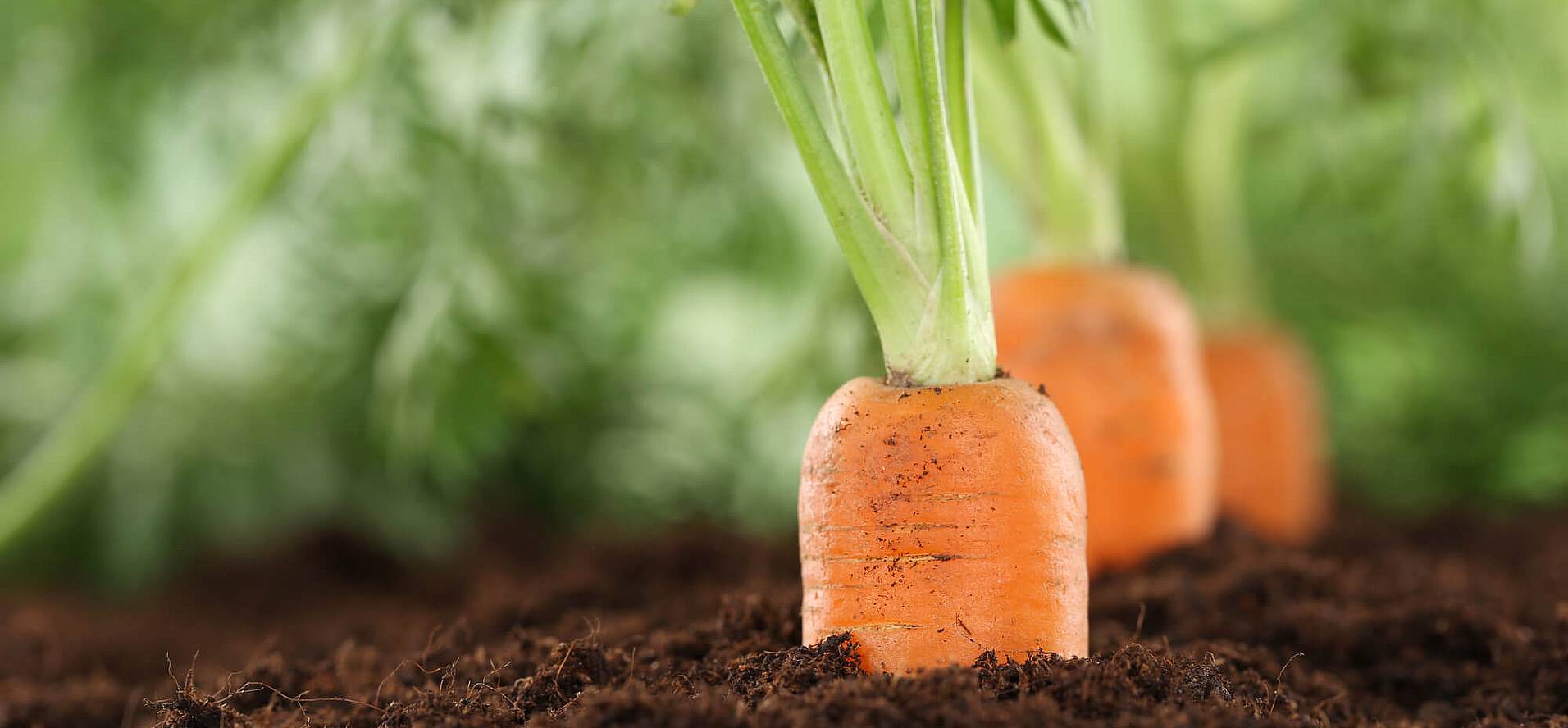 International Carrot Day (April 4th) | Days Of The Year