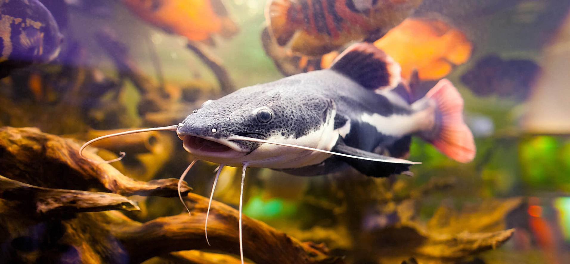 National Catfish Day (June 25th) | Days Of The Year