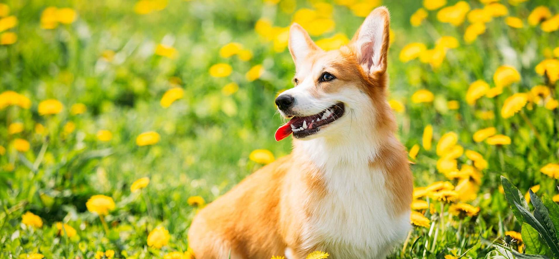 International Corgi Day (June 4th) | Days Of The Year