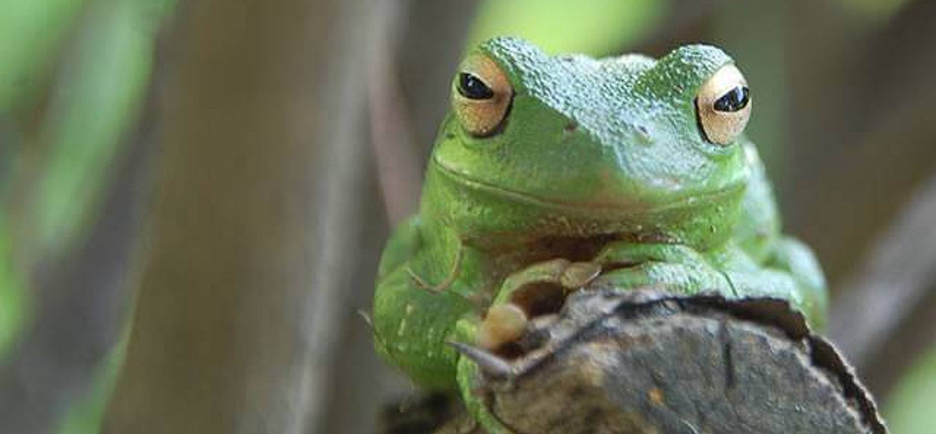 National Frog Jumping Day (May 13th) | Days Of The Year