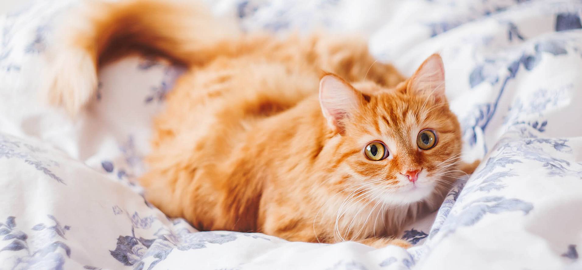 Ginger Cat Appreciation Day (September 1st) | Days Of The Year