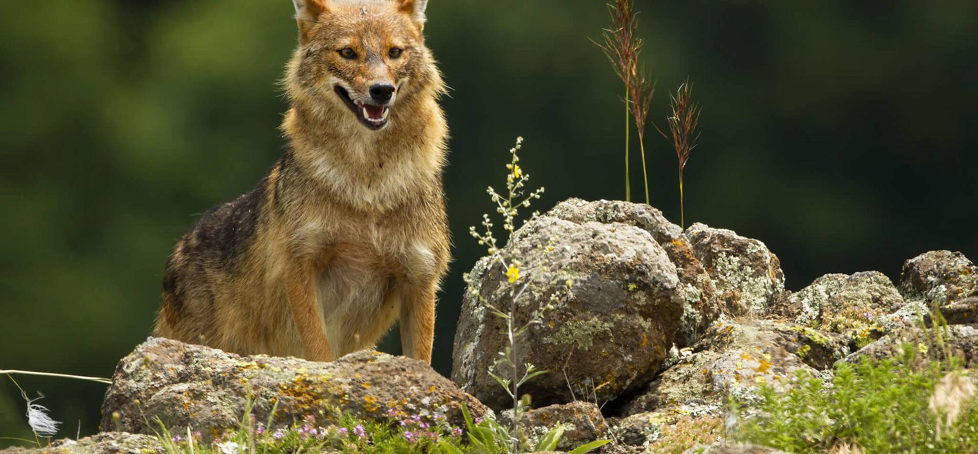 World Jackal Day (April 19th) | Days Of The Year
