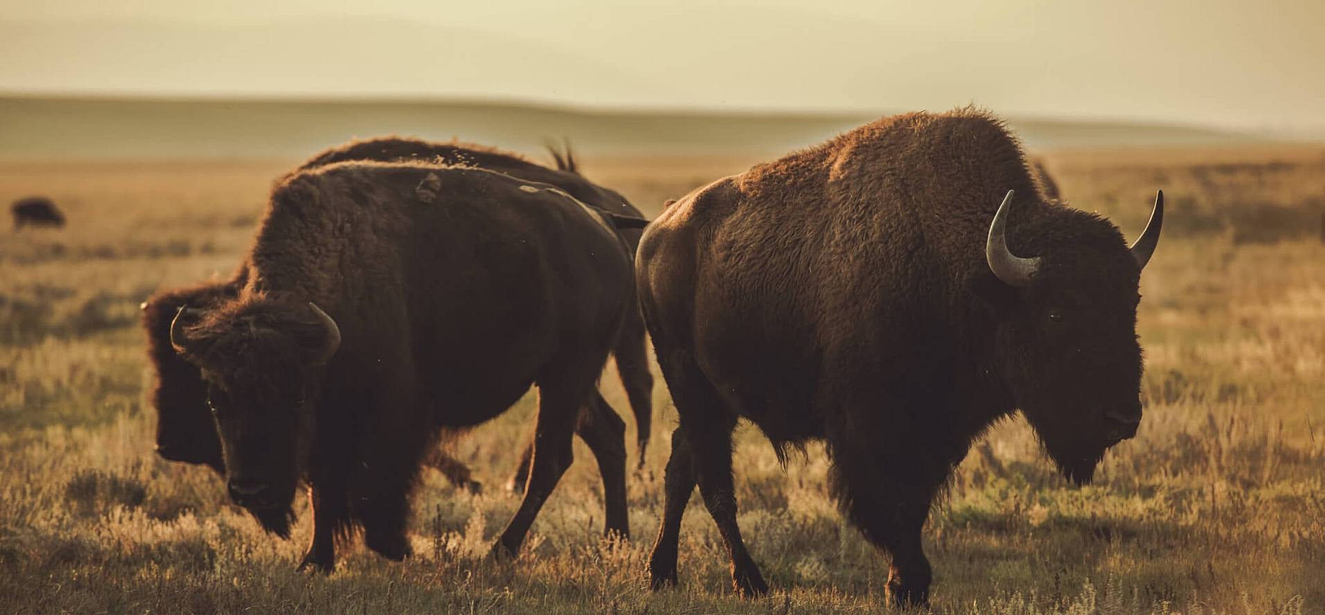 National Bison Day (November 2nd, 2024) | Days Of The Year