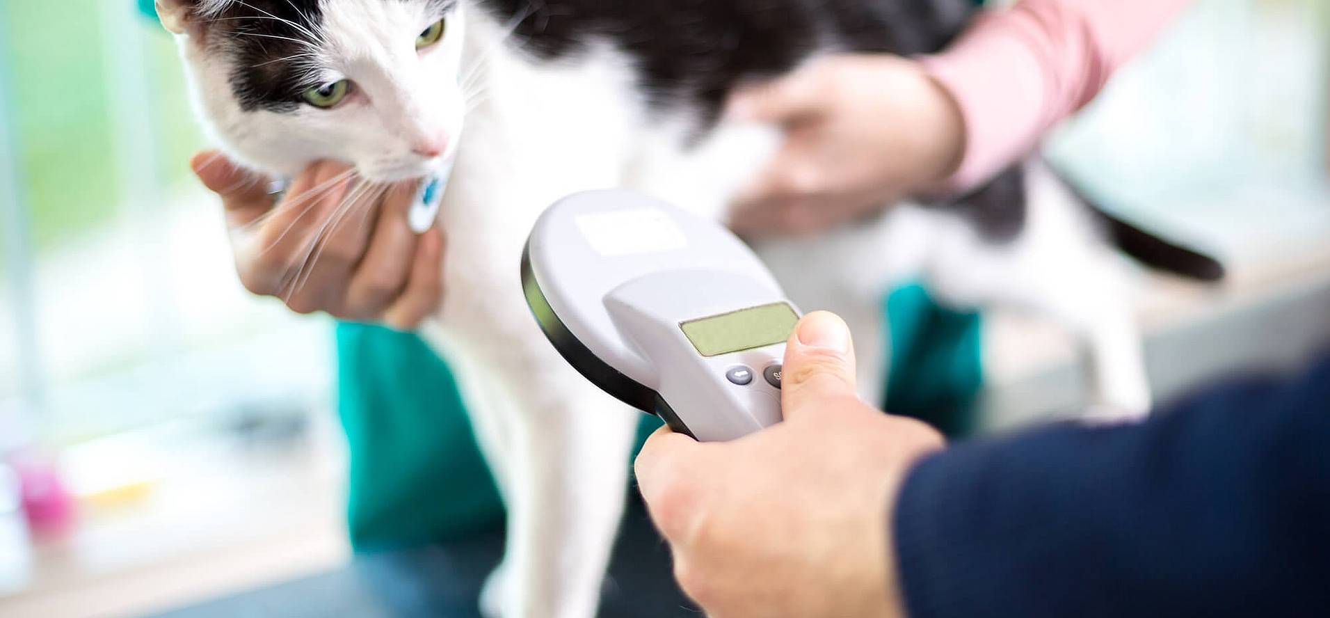 Pet Theft Awareness Day (February 14th) | Days Of The Year