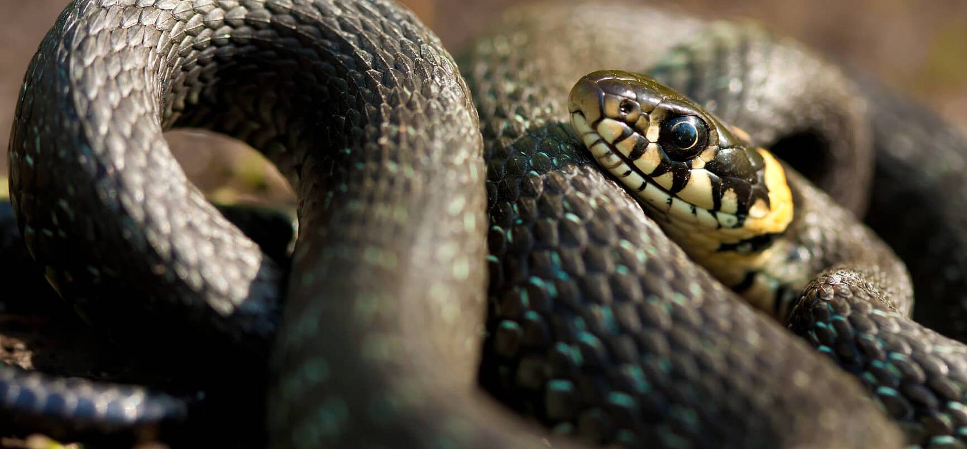 National Serpent Day (February 1st) | Days Of The Year