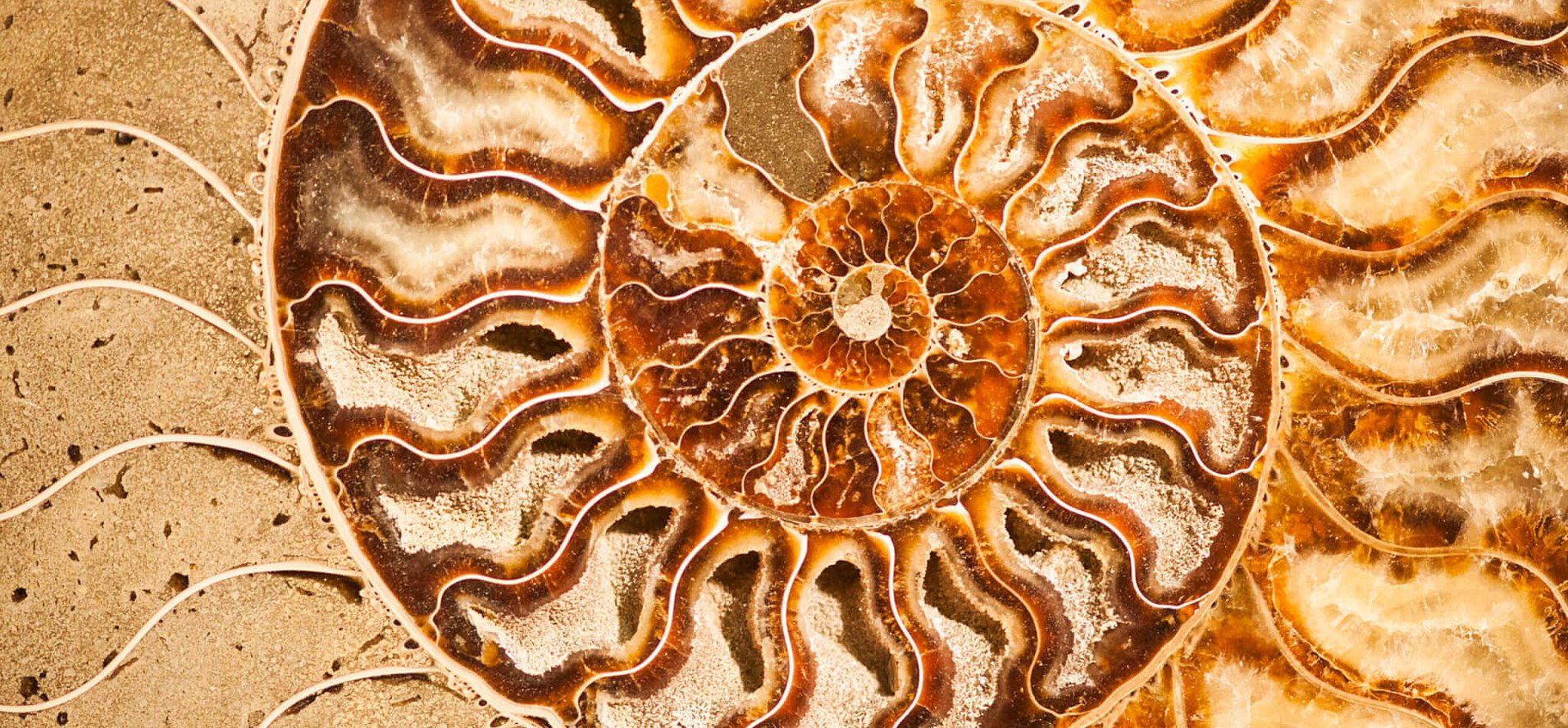 National Fossil Day (October 12th, 2022) | Days Of The Year