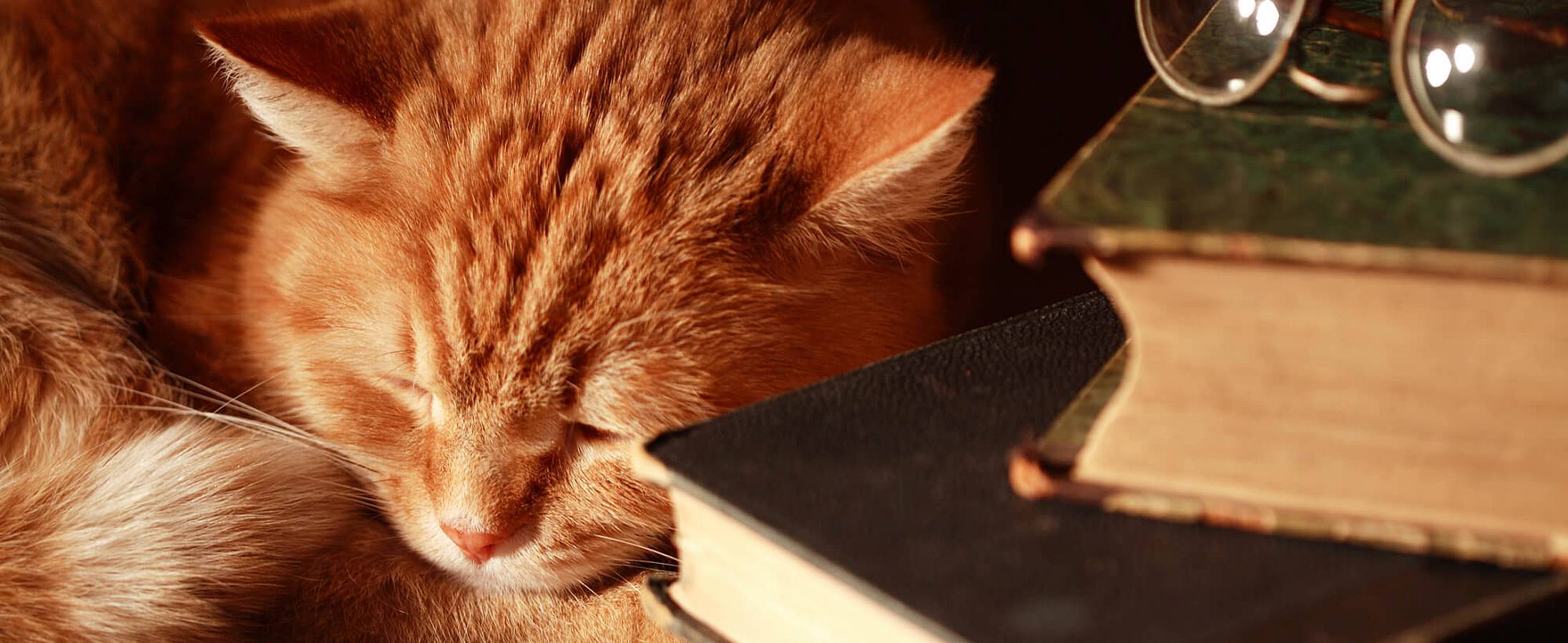 National Answer Your Cat's Questions Day (January 22nd) | Days Of The Year