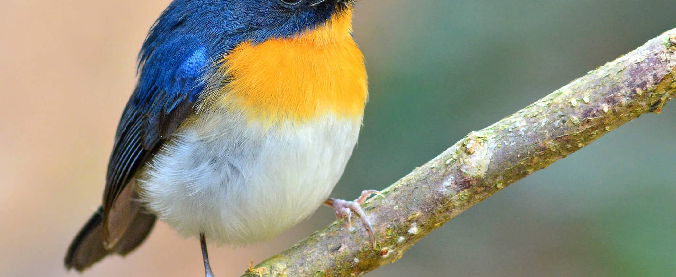 National Bird Day (January 5th) | Days Of The Year