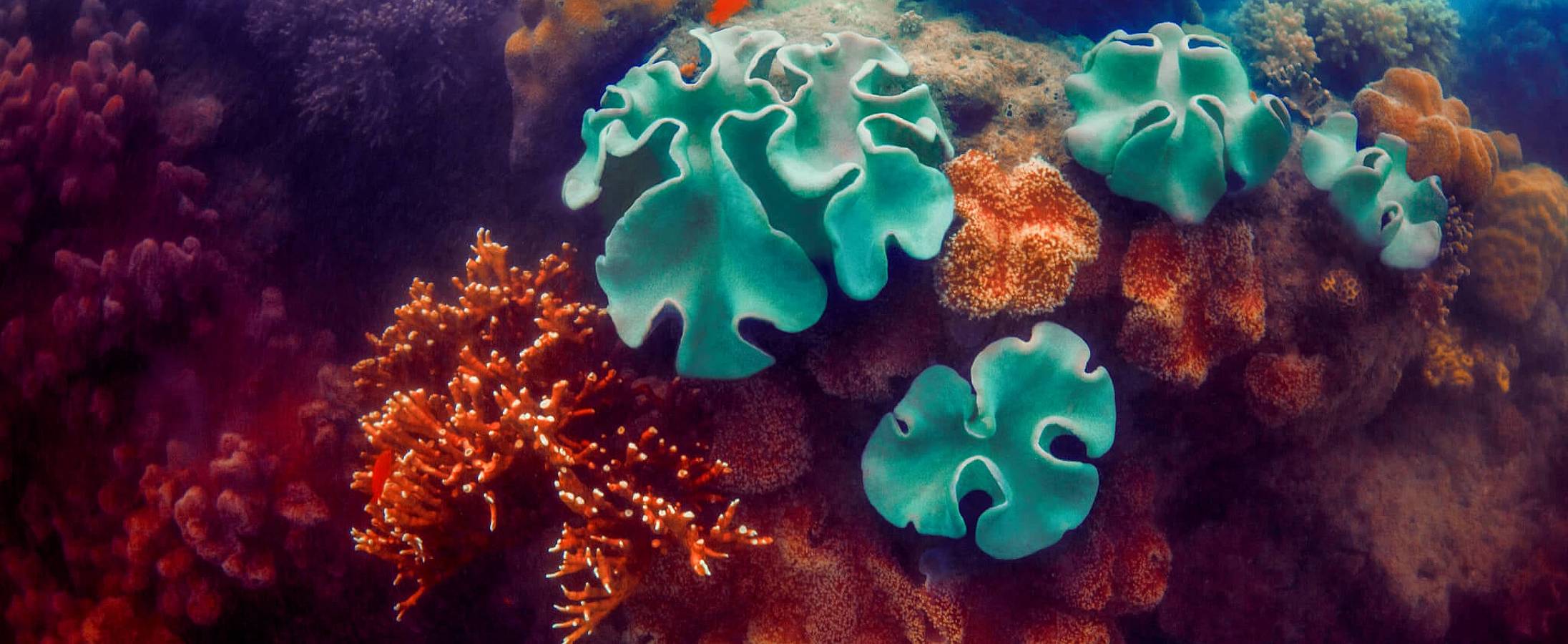 Coral Triangle Day (June 9th) | Days Of The Year