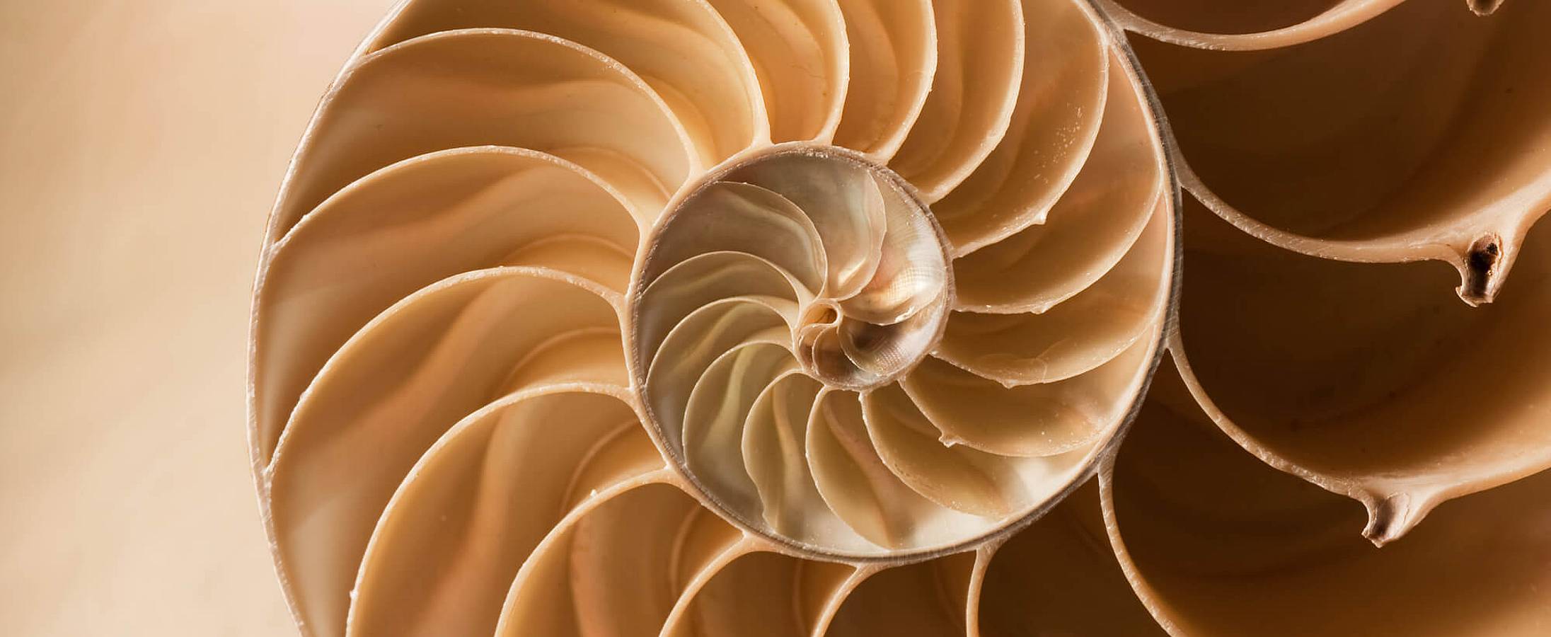 Fibonacci Day (November 23rd) | Days Of The Year