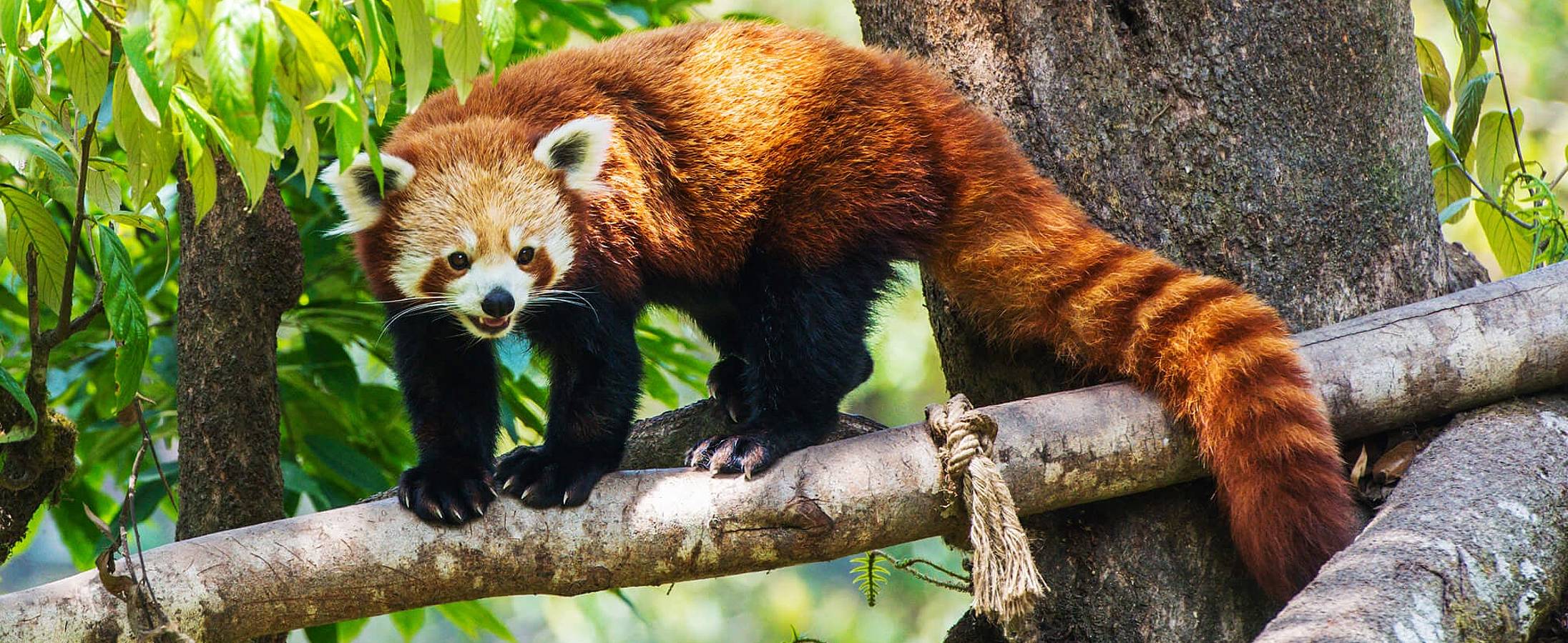 International Red Panda Day (September 21st, 2024) | Days Of The Year