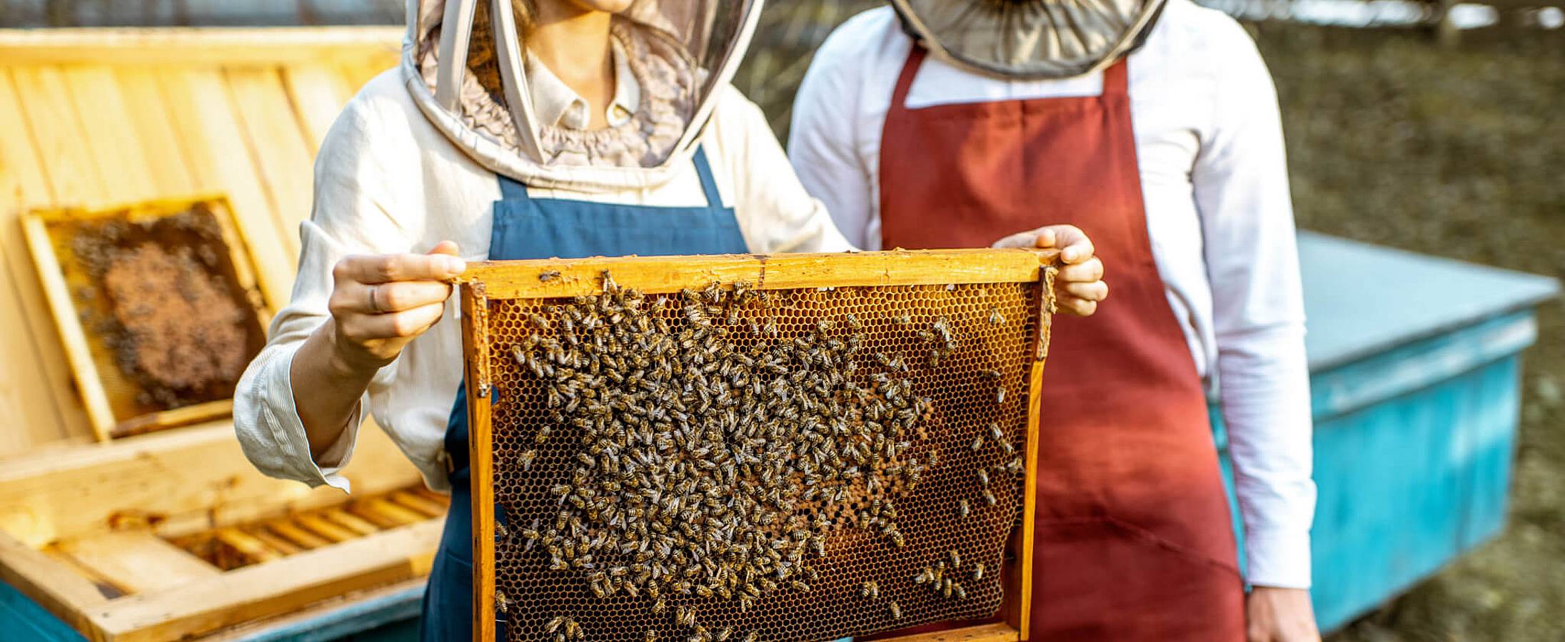 National Urban Beekeeping Day (July 19th) | Days Of The Year