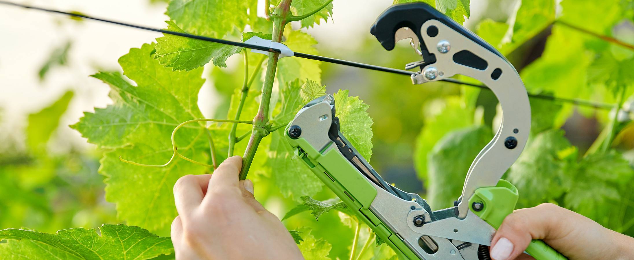 Saint Trifon Zarezan (February 14th) | Days Of The Year