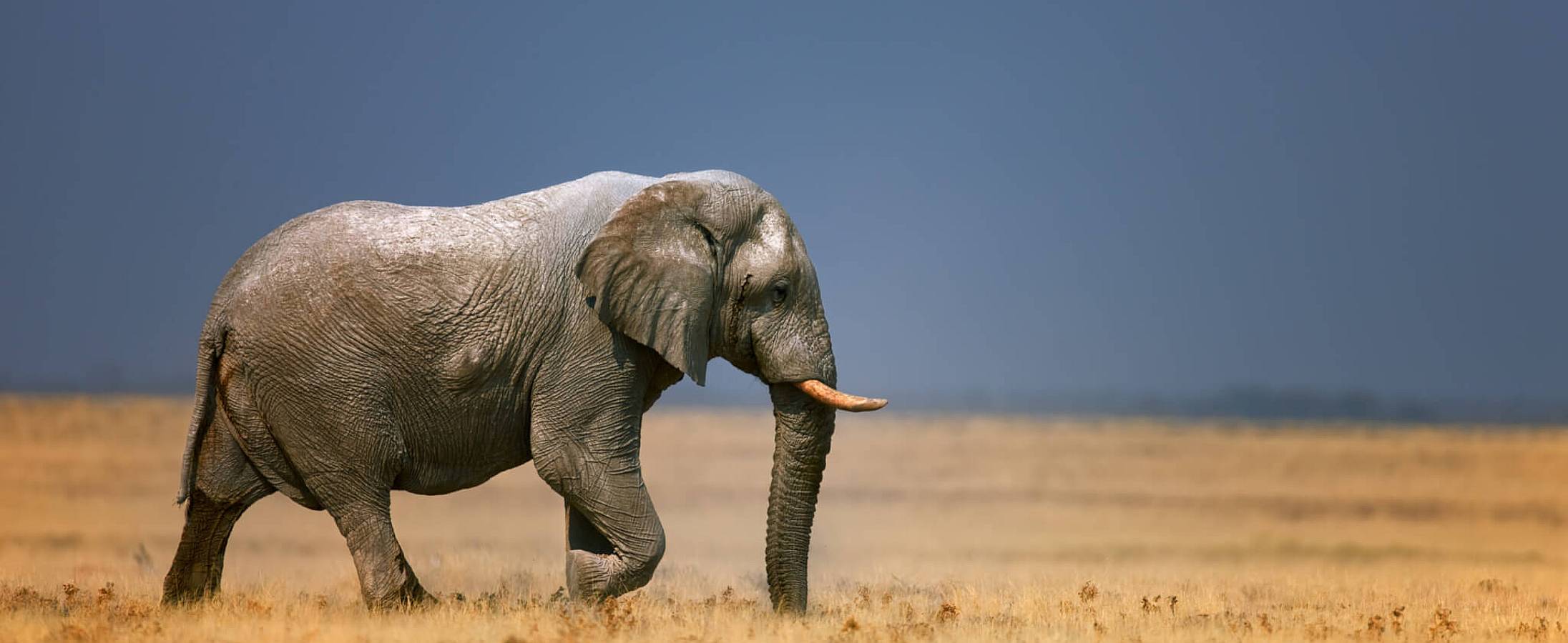 Save The Elephant Day (April 16th) | Days Of The Year