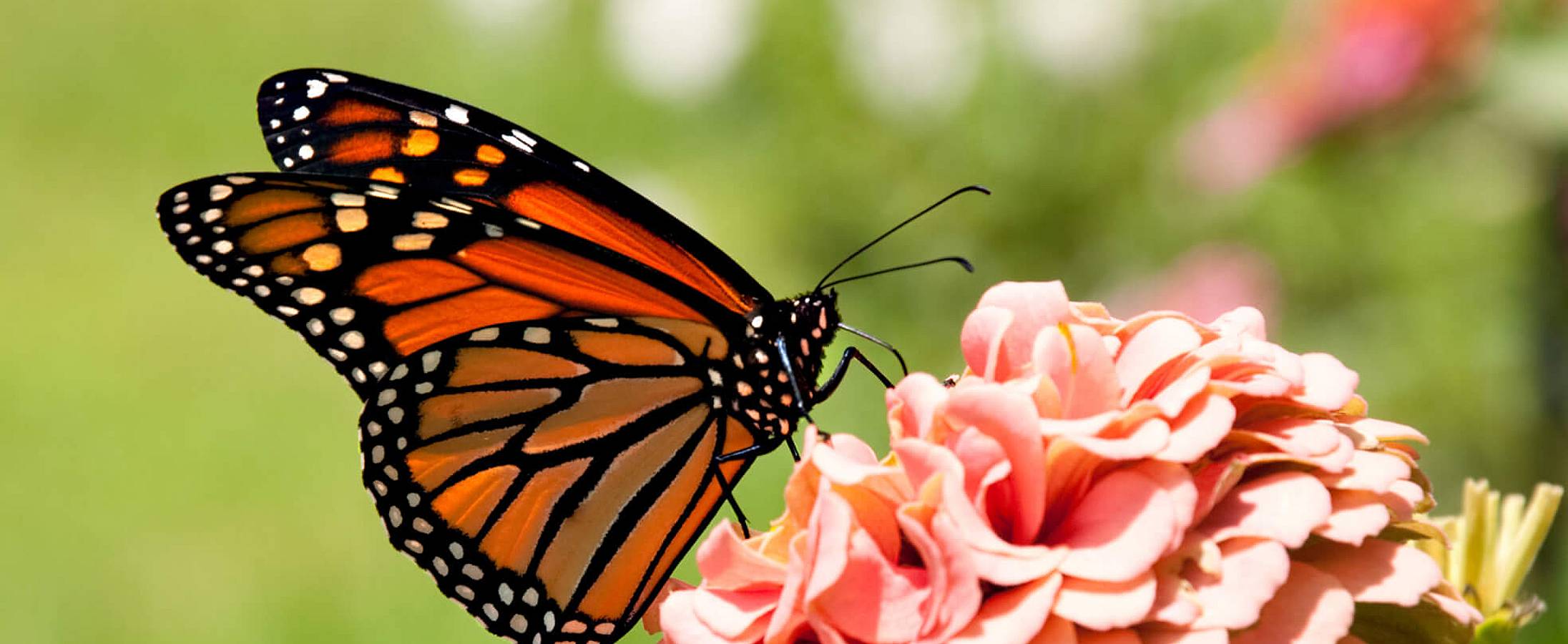 Western Monarch Day (February 5th) | Days Of The Year