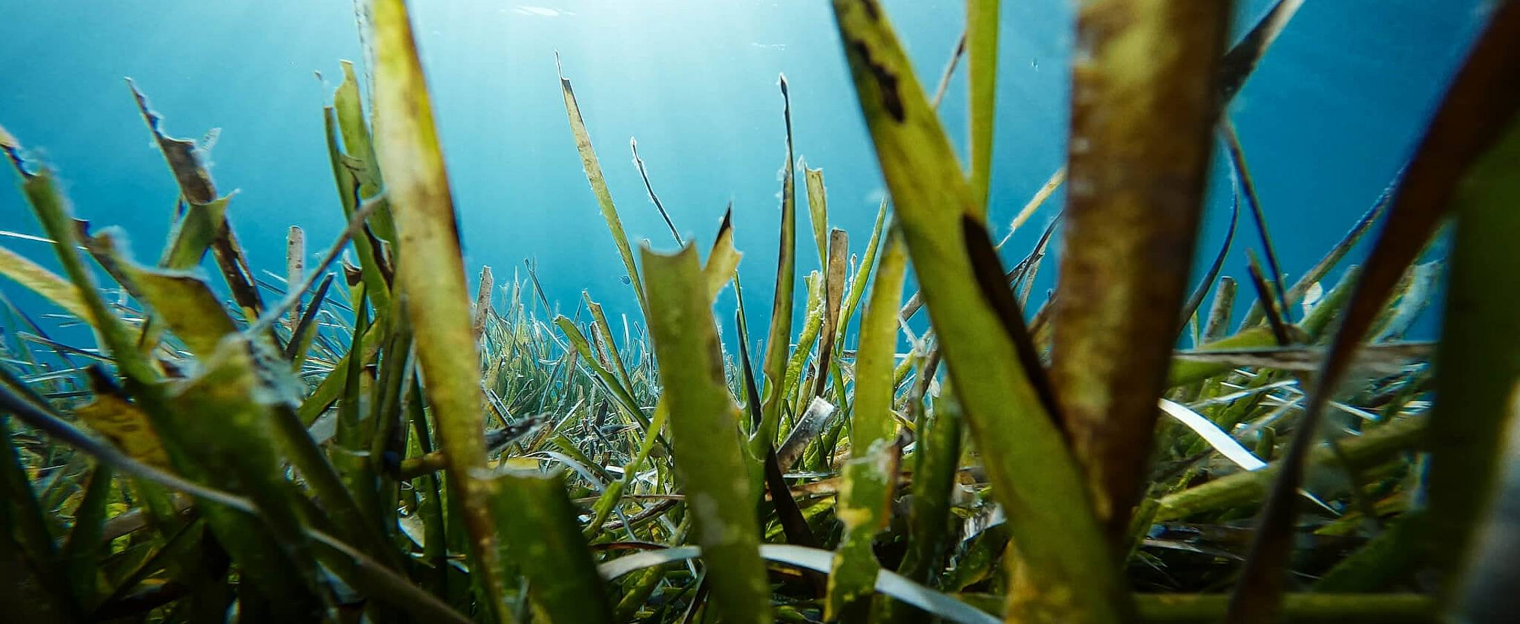 World Seagrass Day (March 1st) | Days Of The Year