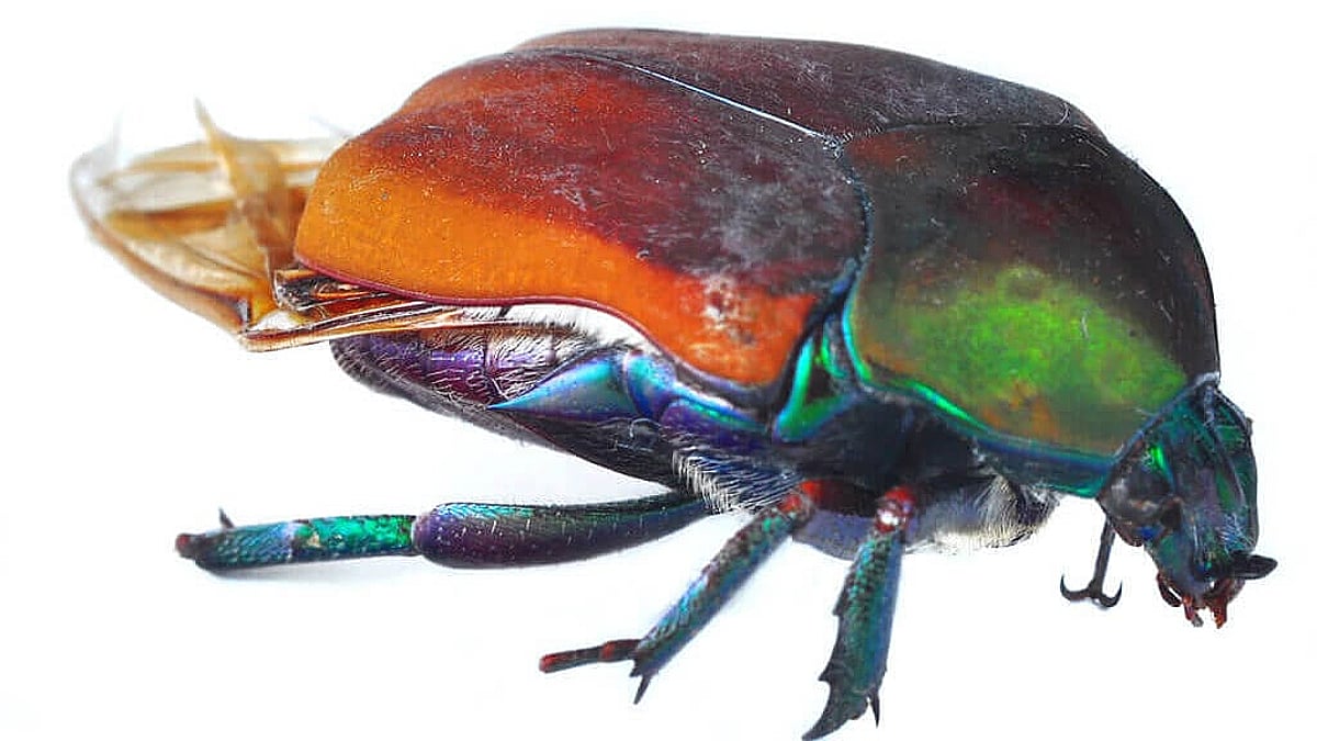 June Bug Day (June 7th) | Days Of The Year