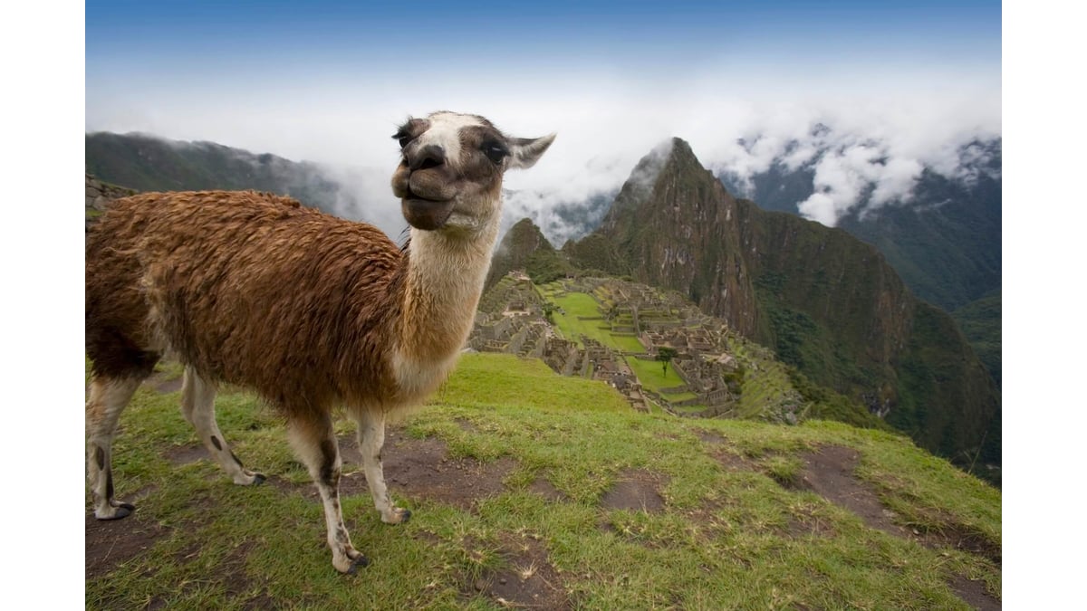 International Year Of Camelids (2016) – Days Of The Year
