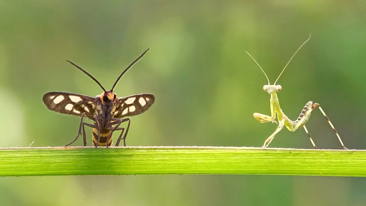 Insect Week | Days Of The Year