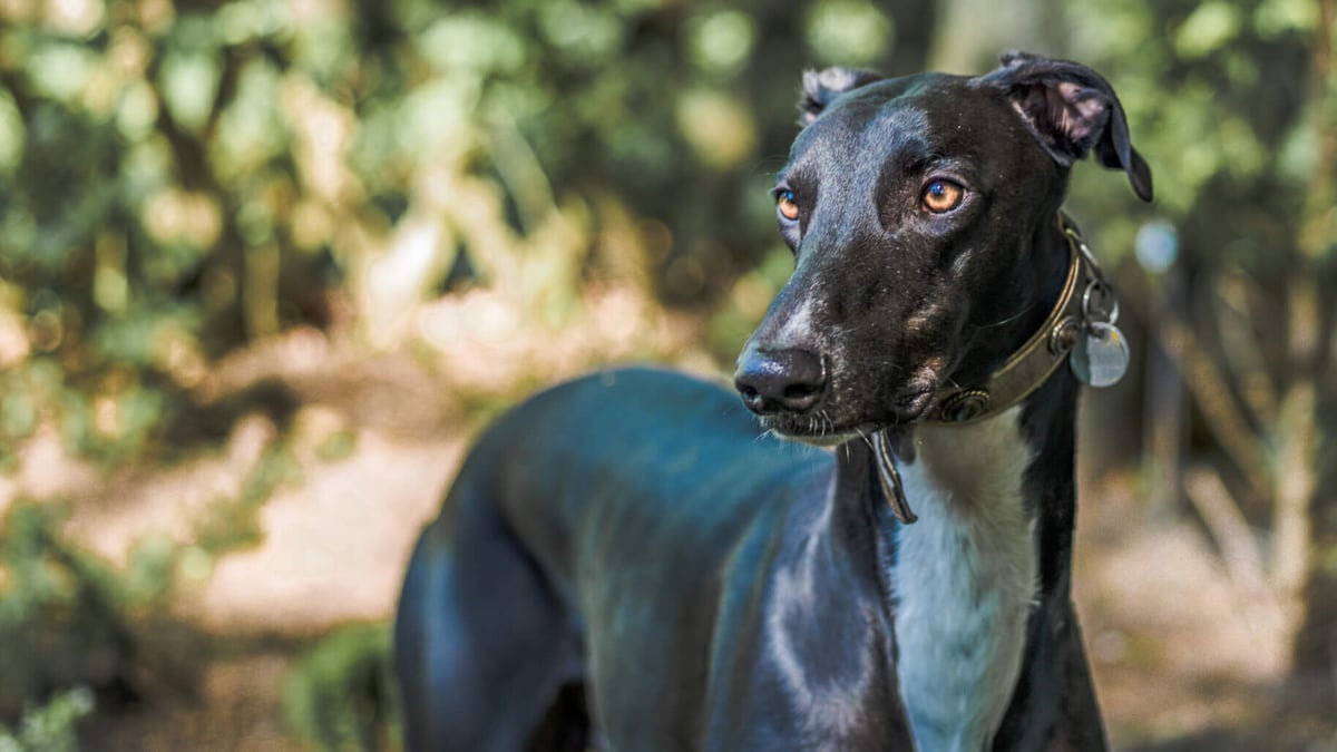 National Greyhound Day | Days Of The Year