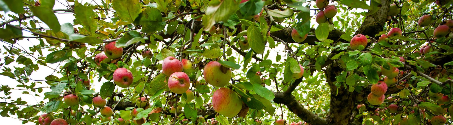 Apple Tree Day | Days Of The Year