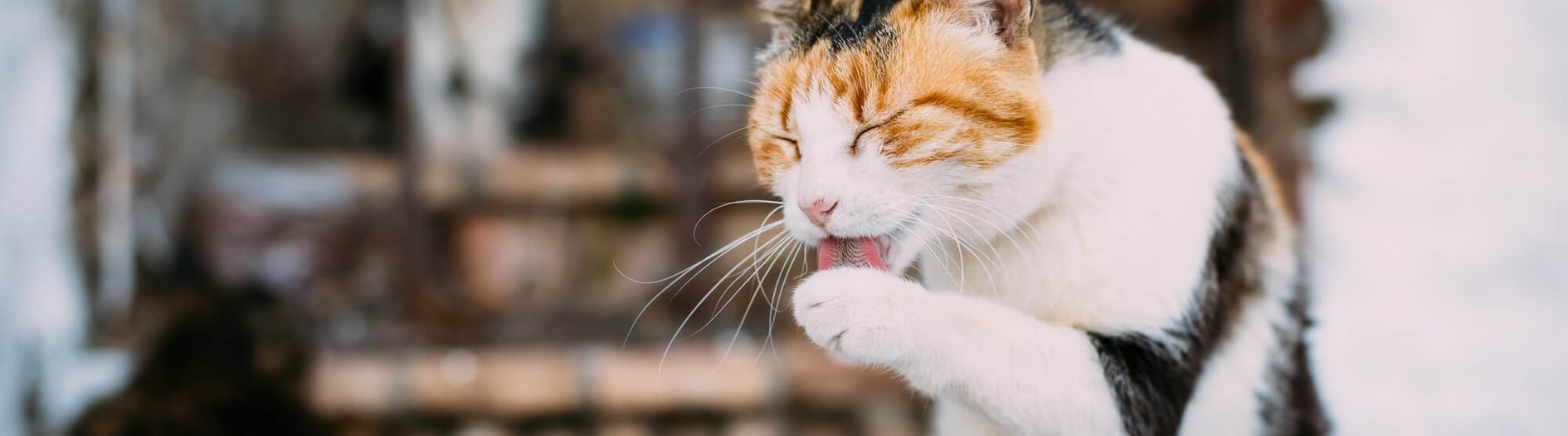What If Cats and Dogs Had Opposable Thumbs Day | Days Of The Year