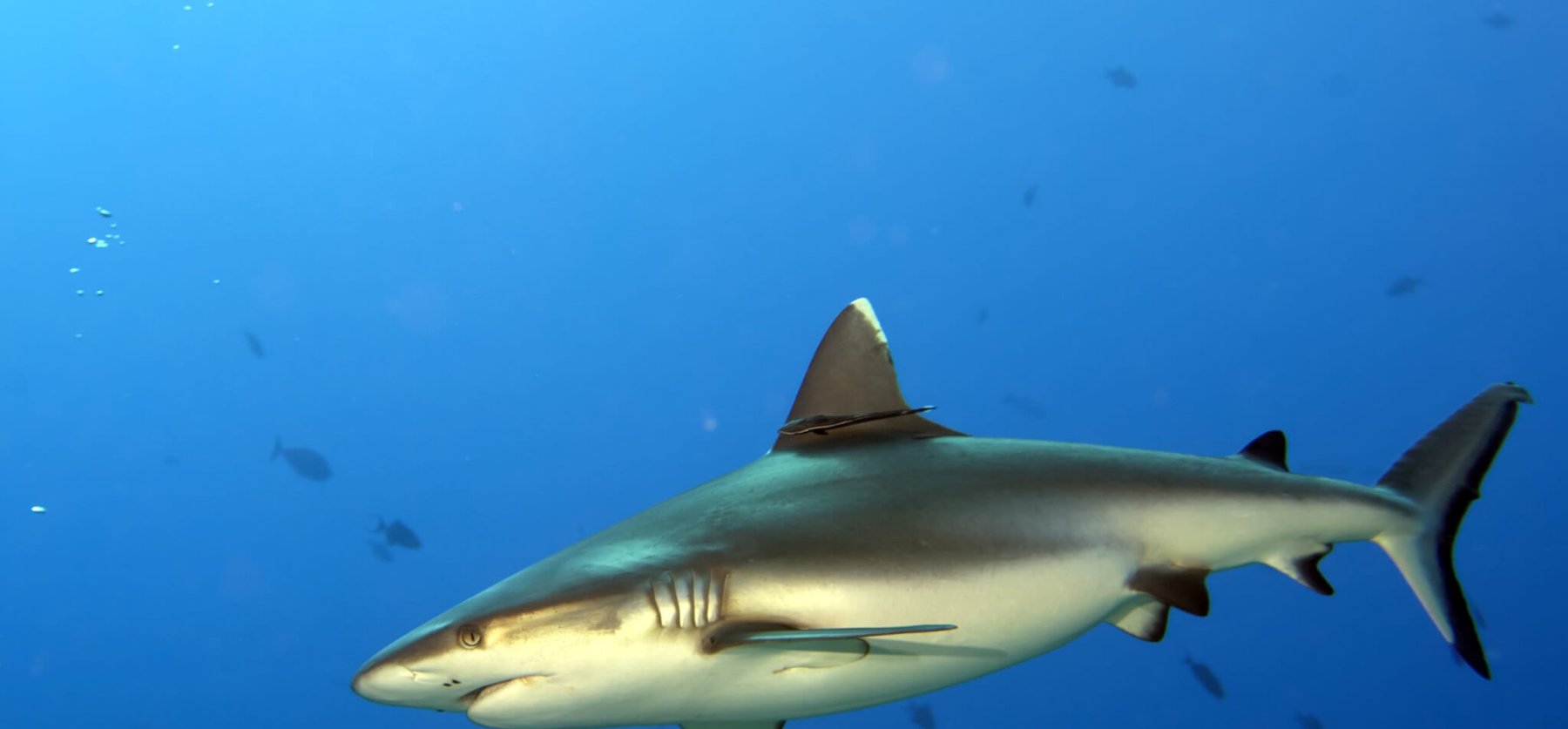 Shark Awareness Day July 14 Days Of The Year