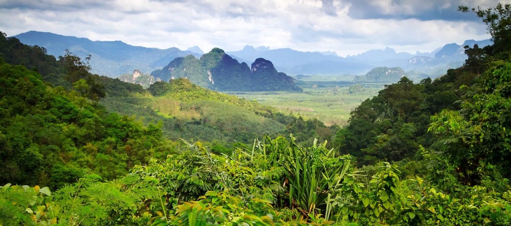 World Rainforest Day (22nd June) | Days Of The Year