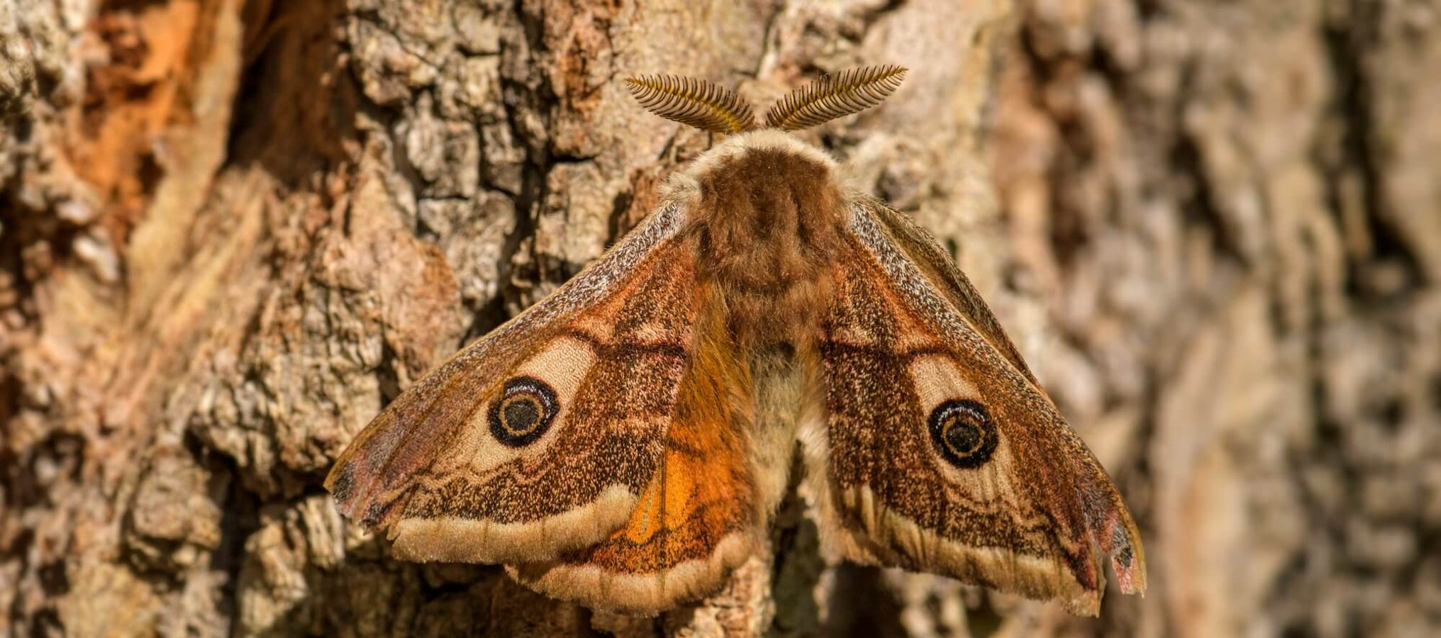 Moth Week – Days Of The Year (17th Jul - 25th Jul)